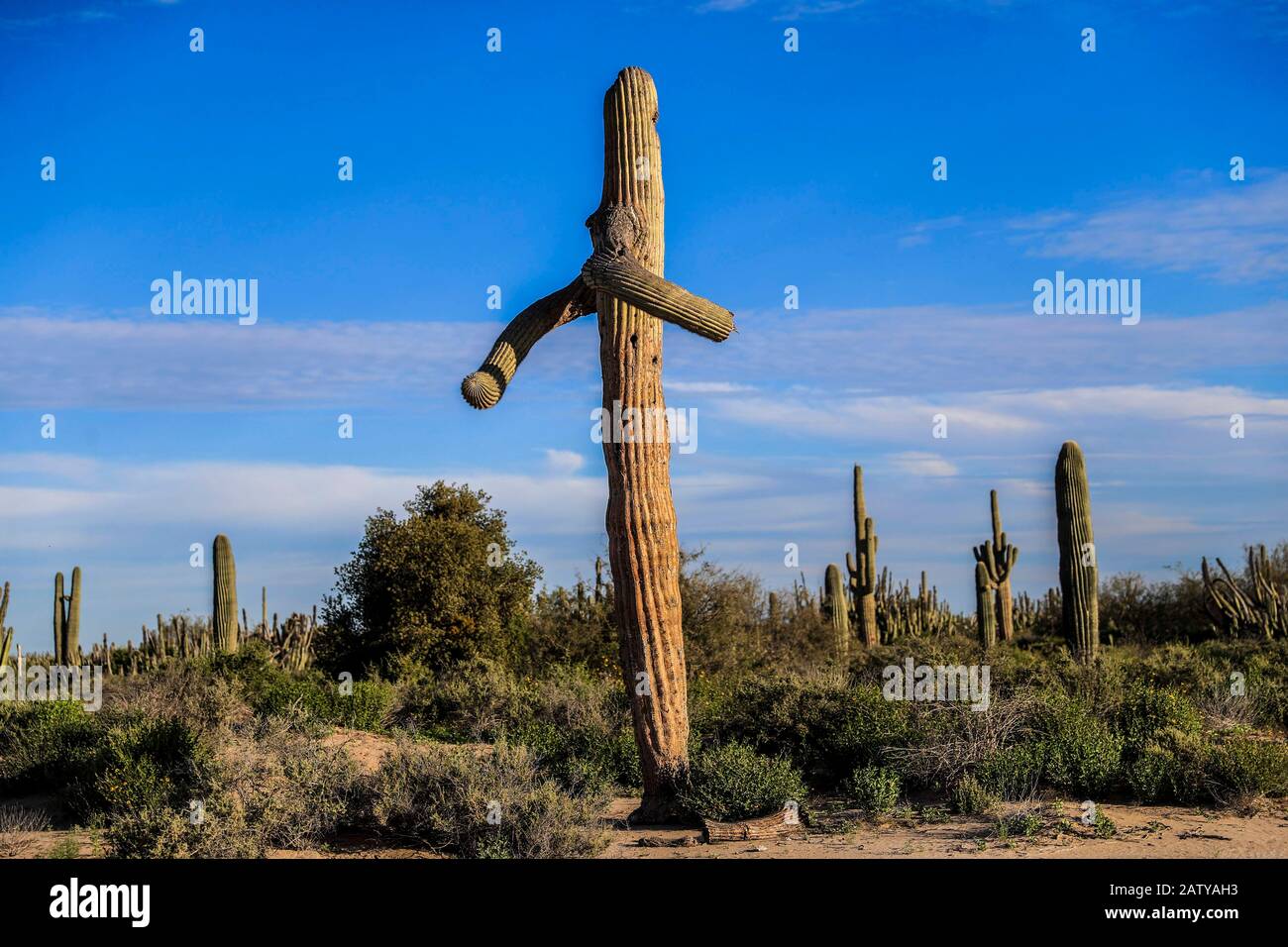 Saguaro or Sahuaro (Carnegiea gigantea) shaped like a man. Typical ...