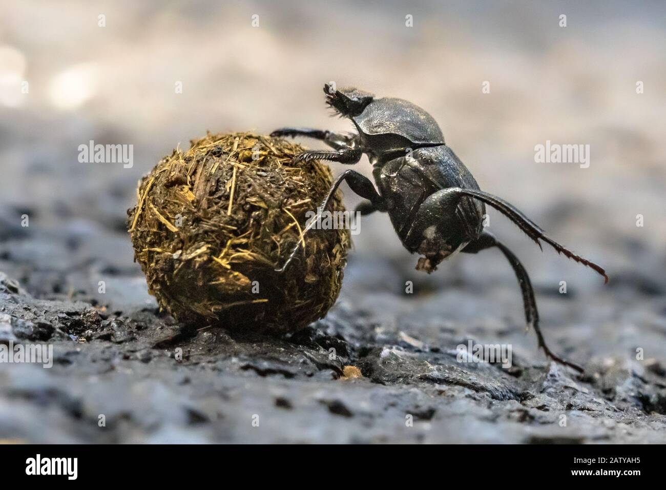 Dung beetle pushing dung ball hi-res stock photography and images - Alamy