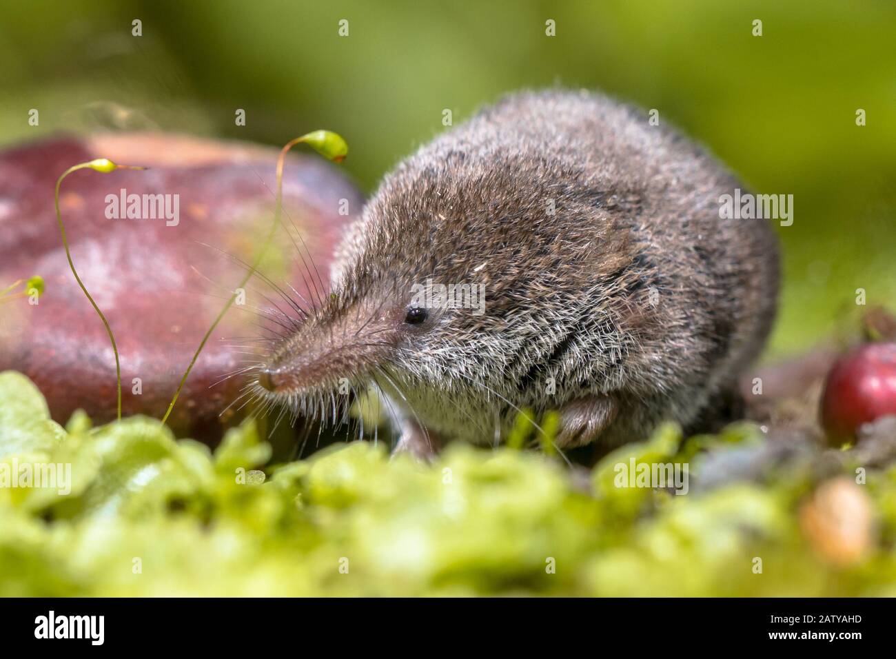 Pygmy shrew hi-res stock photography and images - Alamy