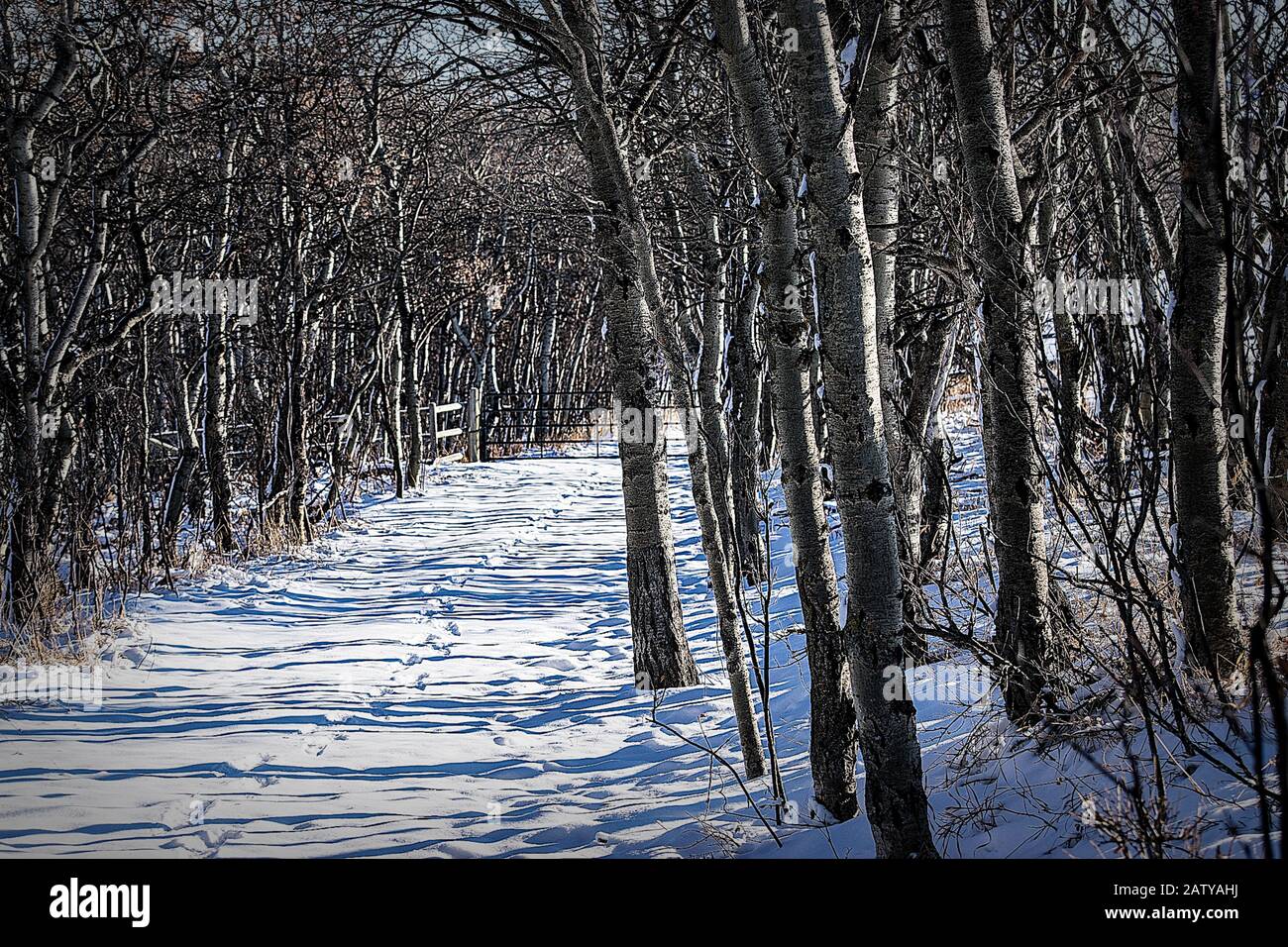 Hiking trail in the bush Stock Photo - Alamy