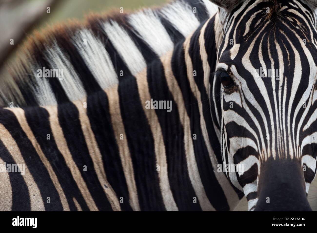 Zebra portrait in the wildrness Stock Photo - Alamy