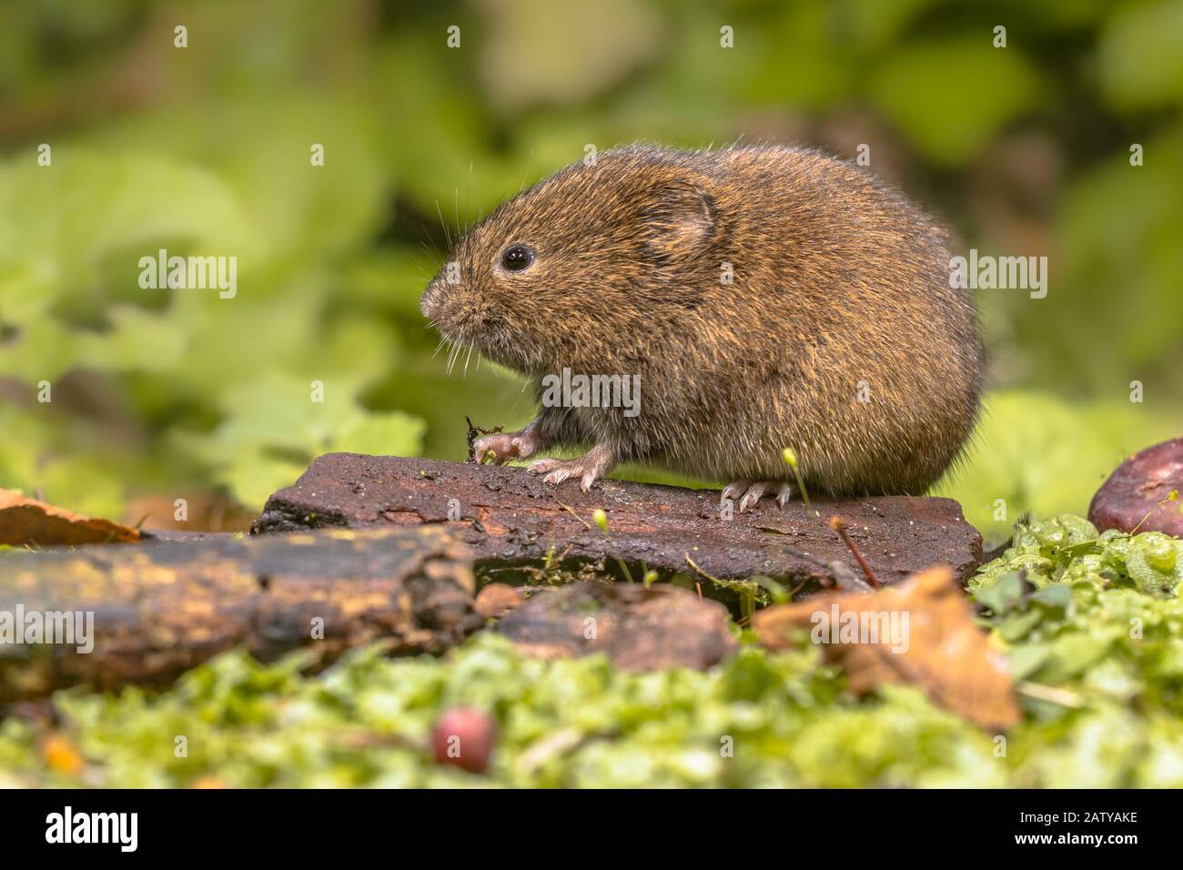 Field vole or short-tailed vole (Microtus agrestis) walking in natural ...