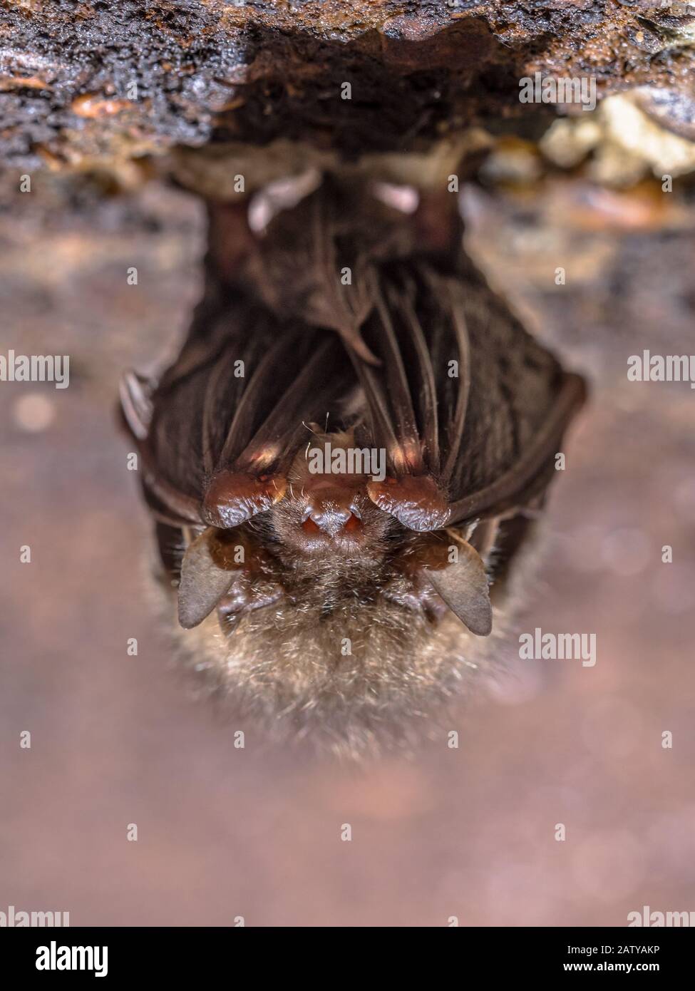Common long-eared bat (Plecotus auritus) hibernating on ceiling of ...