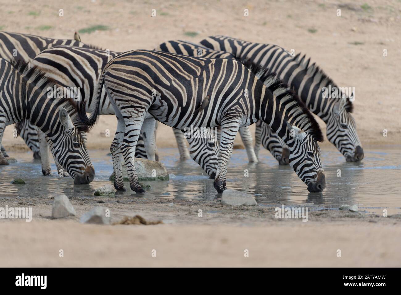 Zebra Drinking Water Drawing