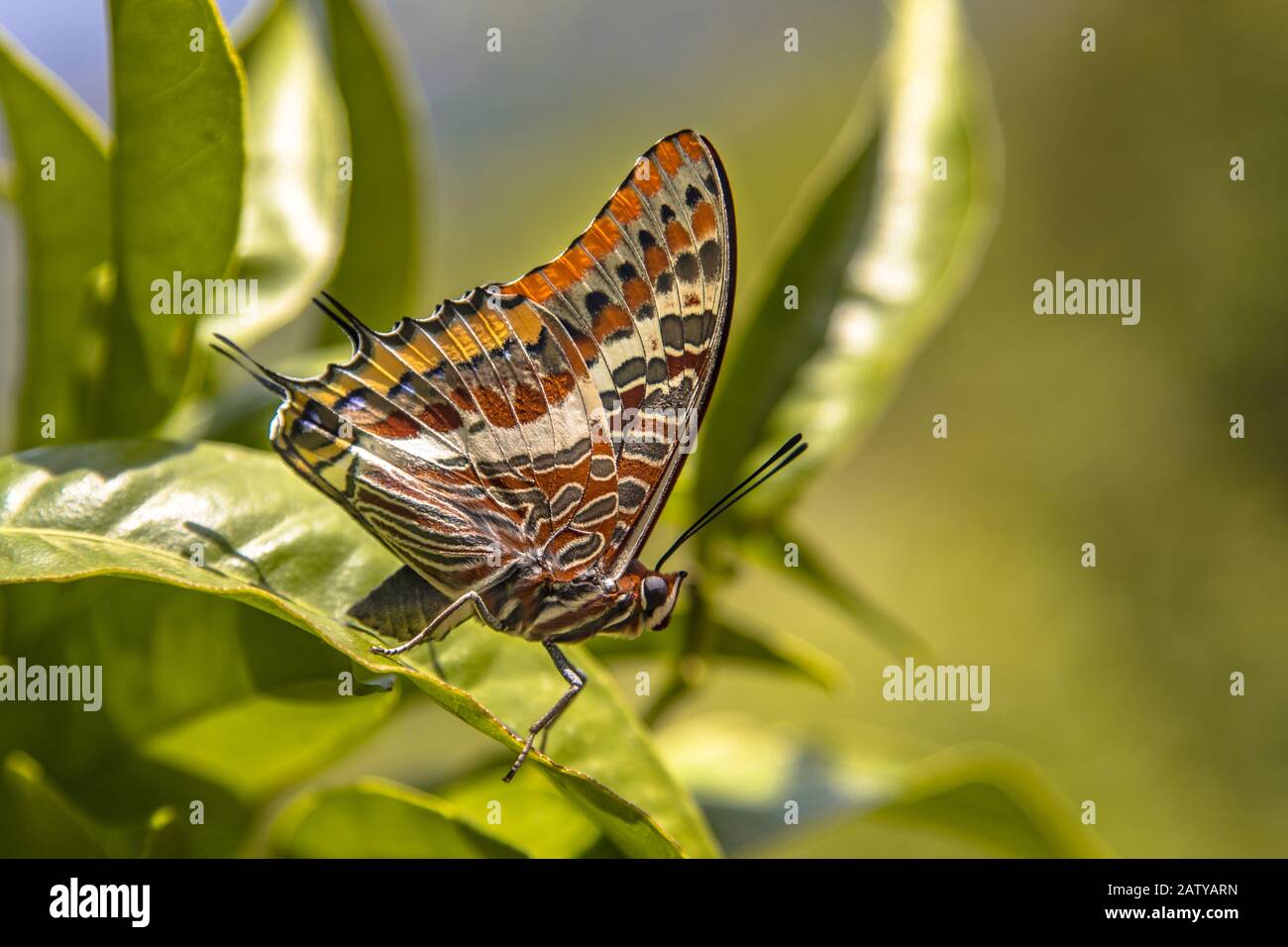 Two tailed pasha butterfly hi-res stock photography and images - Alamy