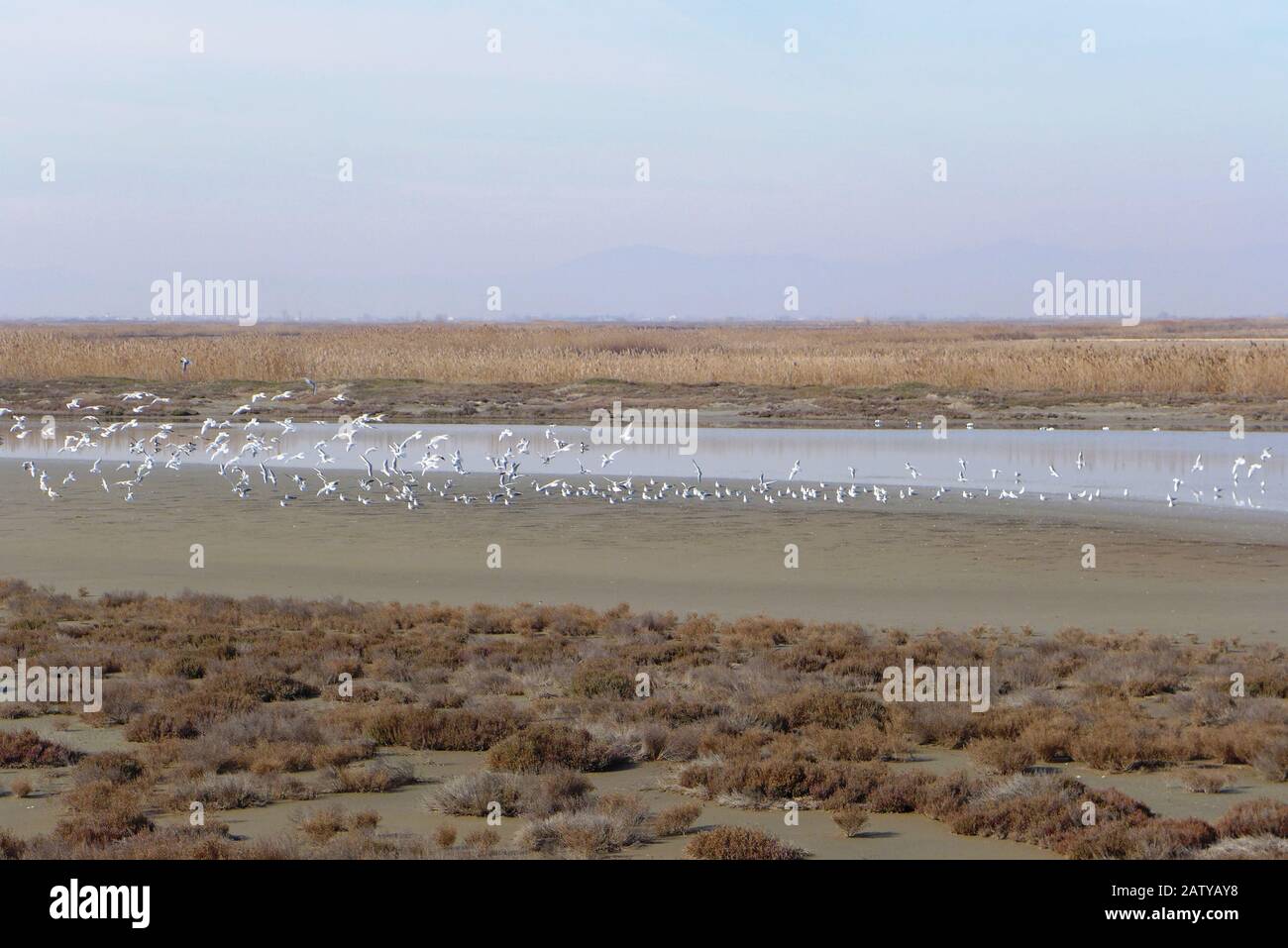 Wild birds in the estuary of Axios river, lagoons and moors Stock Photo ...