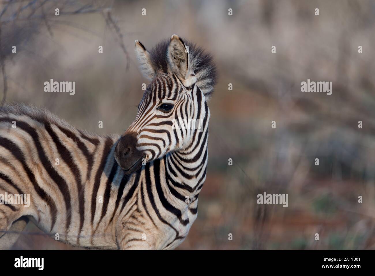 Zebra And Her Baby In Field High Resolution Stock Photography and ...