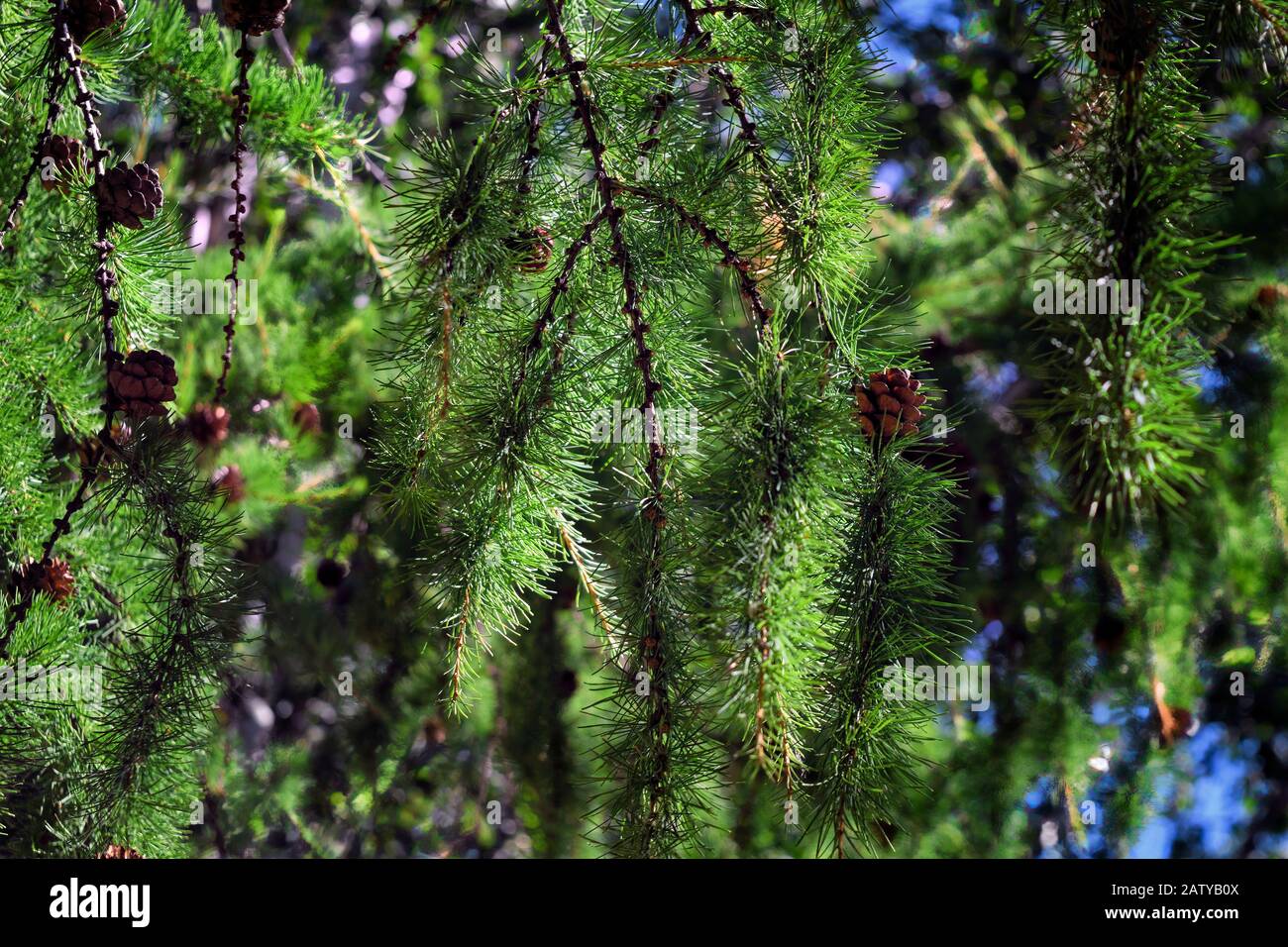 Christmas background with beautiful green pine tree brunch close up ...