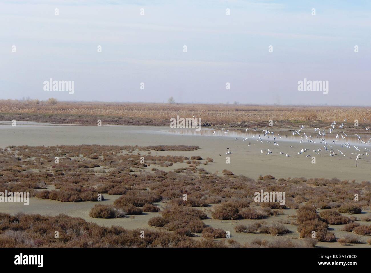 Wild birds in the estuary of Axios river, lagoons and moors Stock Photo ...