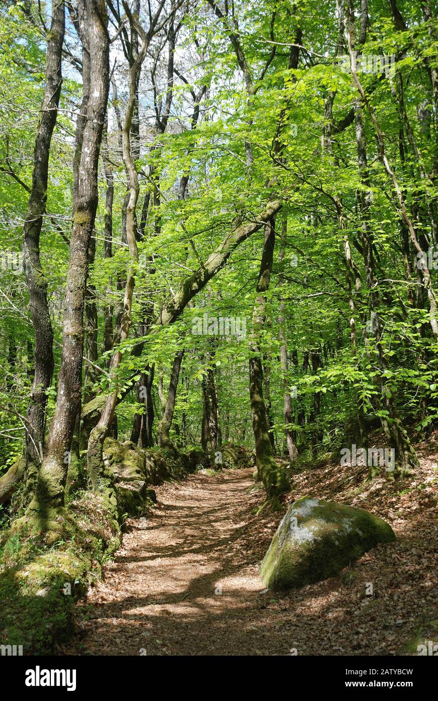 Path in a forest in Brittany Stock Photo - Alamy