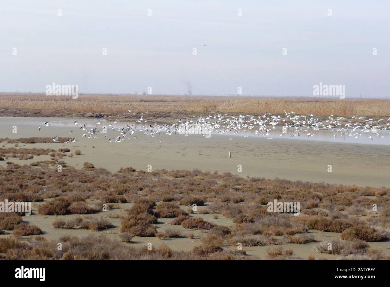 Wild birds in the estuary of Axios river, lagoons and moors Stock Photo ...