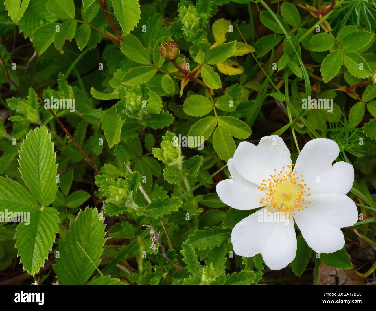 Wild pink rose in nature. Picture of wild pink rose in nature Stock ...