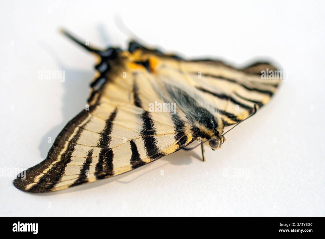 Isolated viceroy butterfly hi-res stock photography and images - Alamy