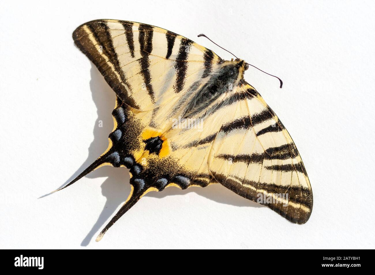 White viceroy butterfly hi-res stock photography and images - Alamy