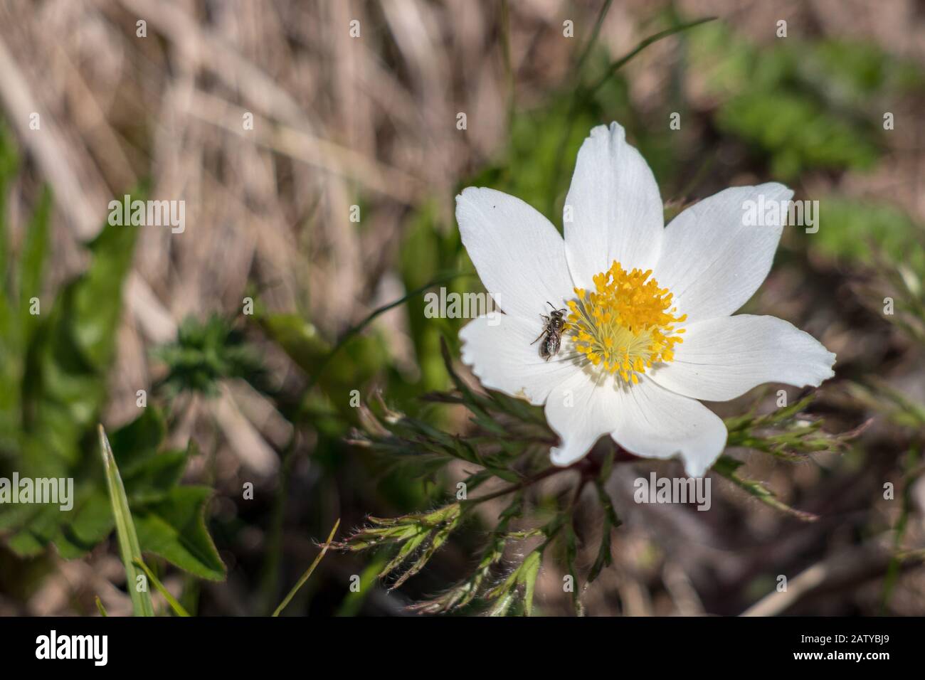 Alpine Pasqueflower White Pasque Flower High Resolution Stock ...