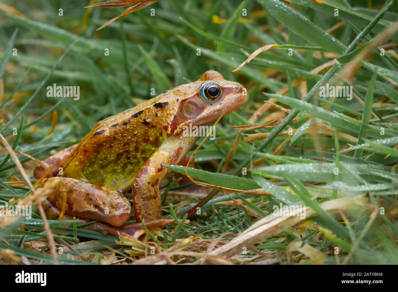 Common frog jumping hi-res stock photography and images - Alamy