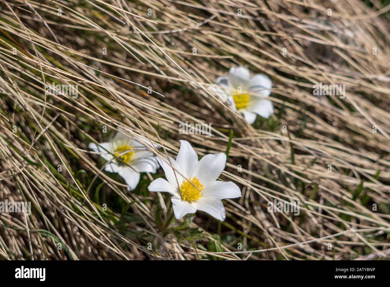 Alpine pasque flowers hi-res stock photography and images - Alamy