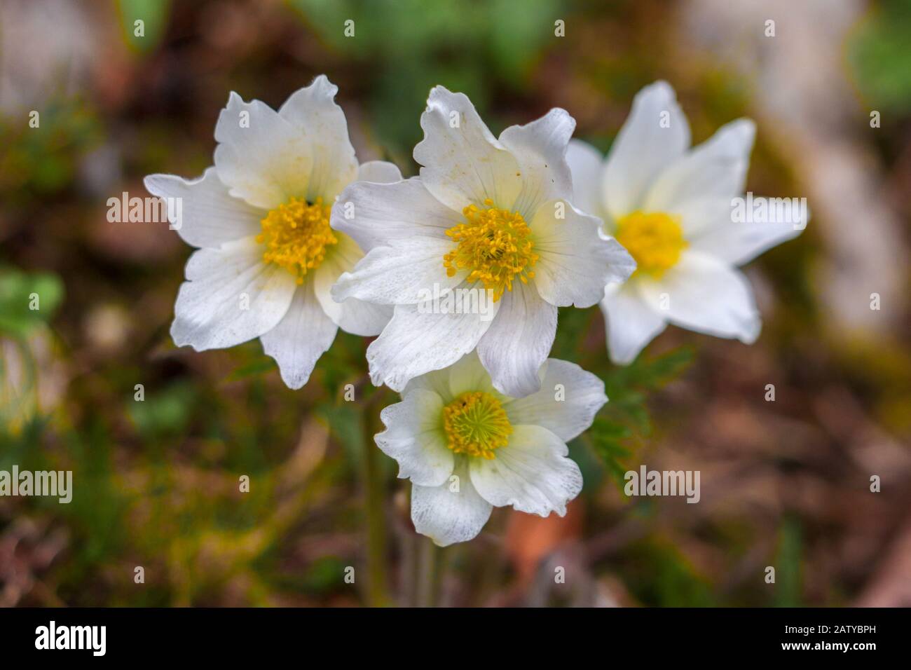 Alpine pasque flowers hi-res stock photography and images - Alamy