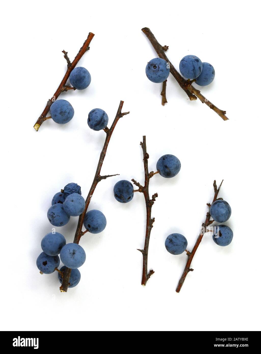 Blackthorn berries with twig, prunus spinosa isolated on white ...