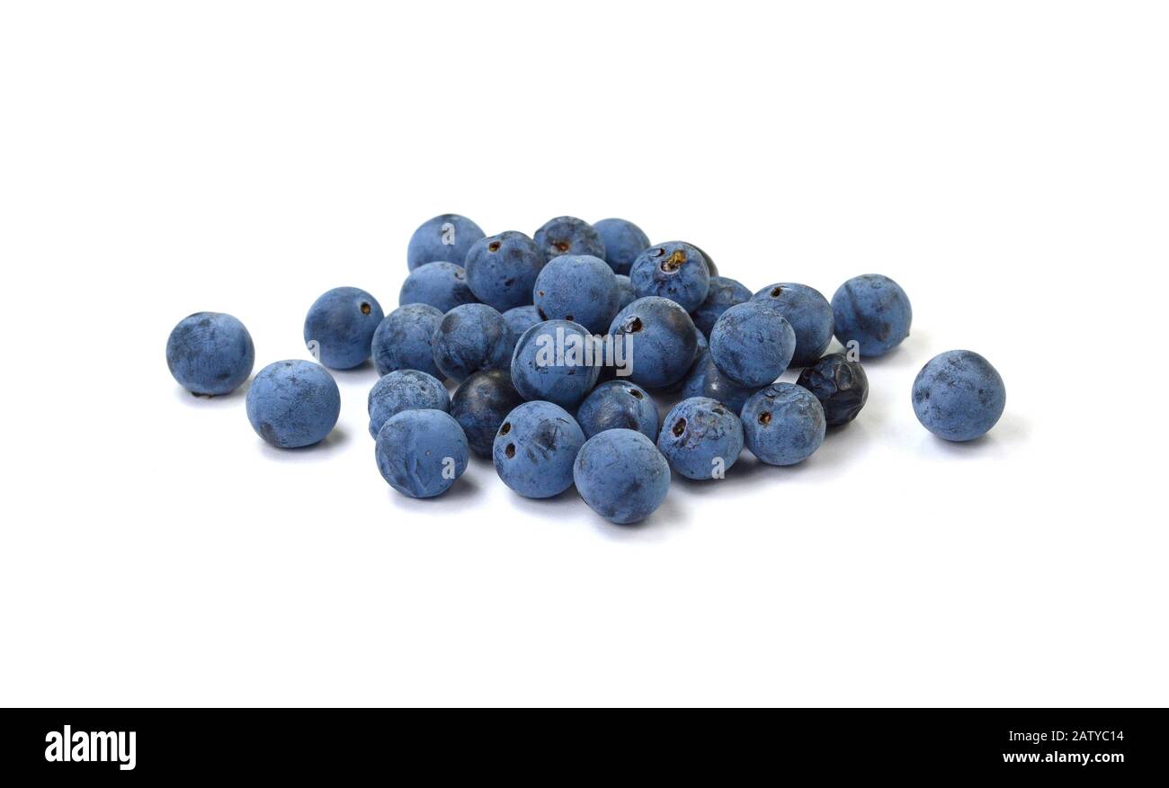 Prunus spinosa (blackthorn; sloe) scattered berries isolated on white ...