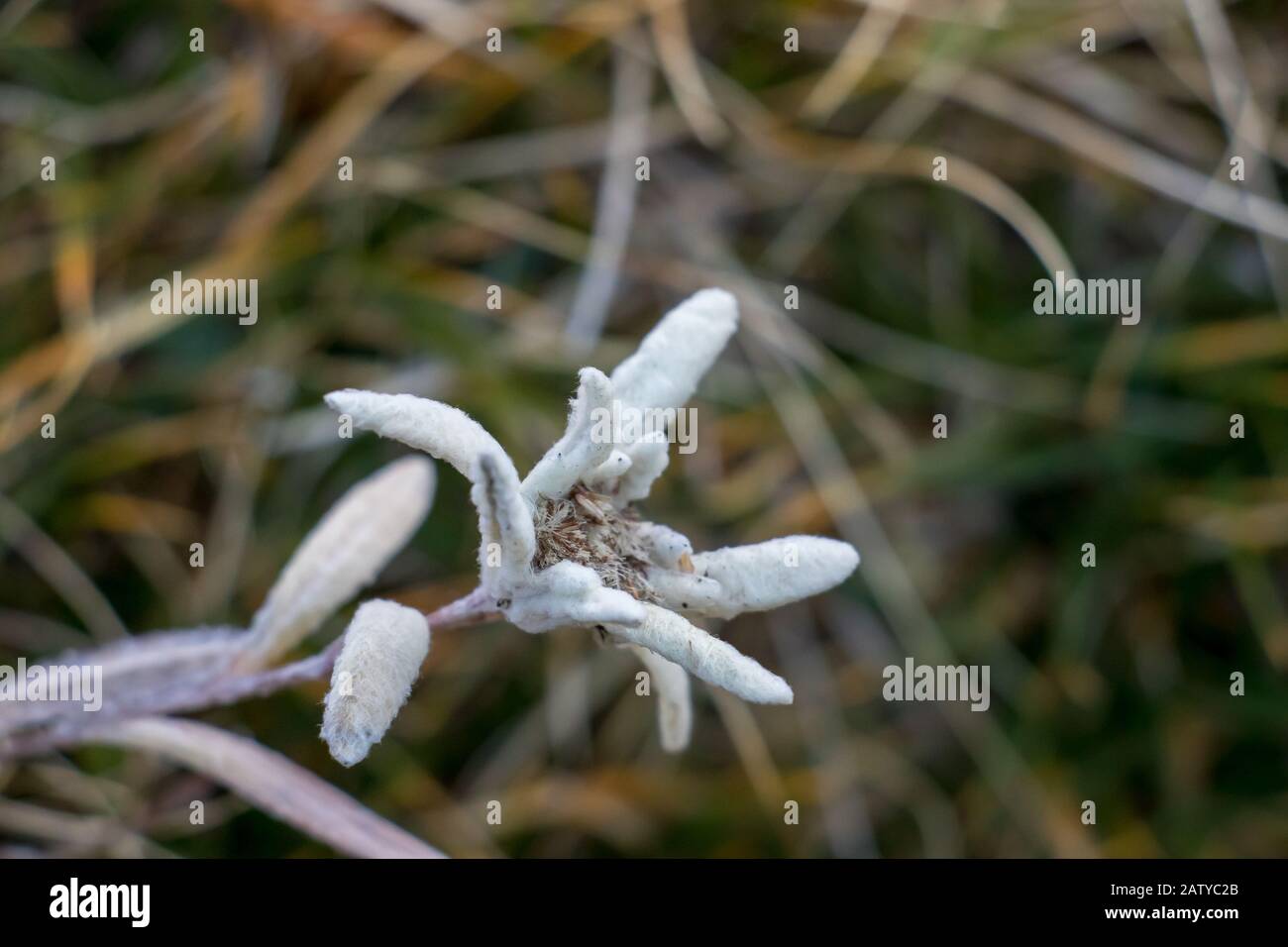 Edelweiss field hi-res stock photography and images - Alamy