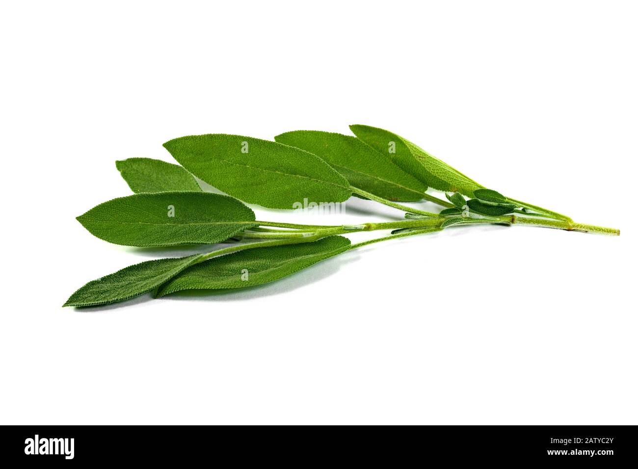 sage isolated on white background Stock Photo - Alamy