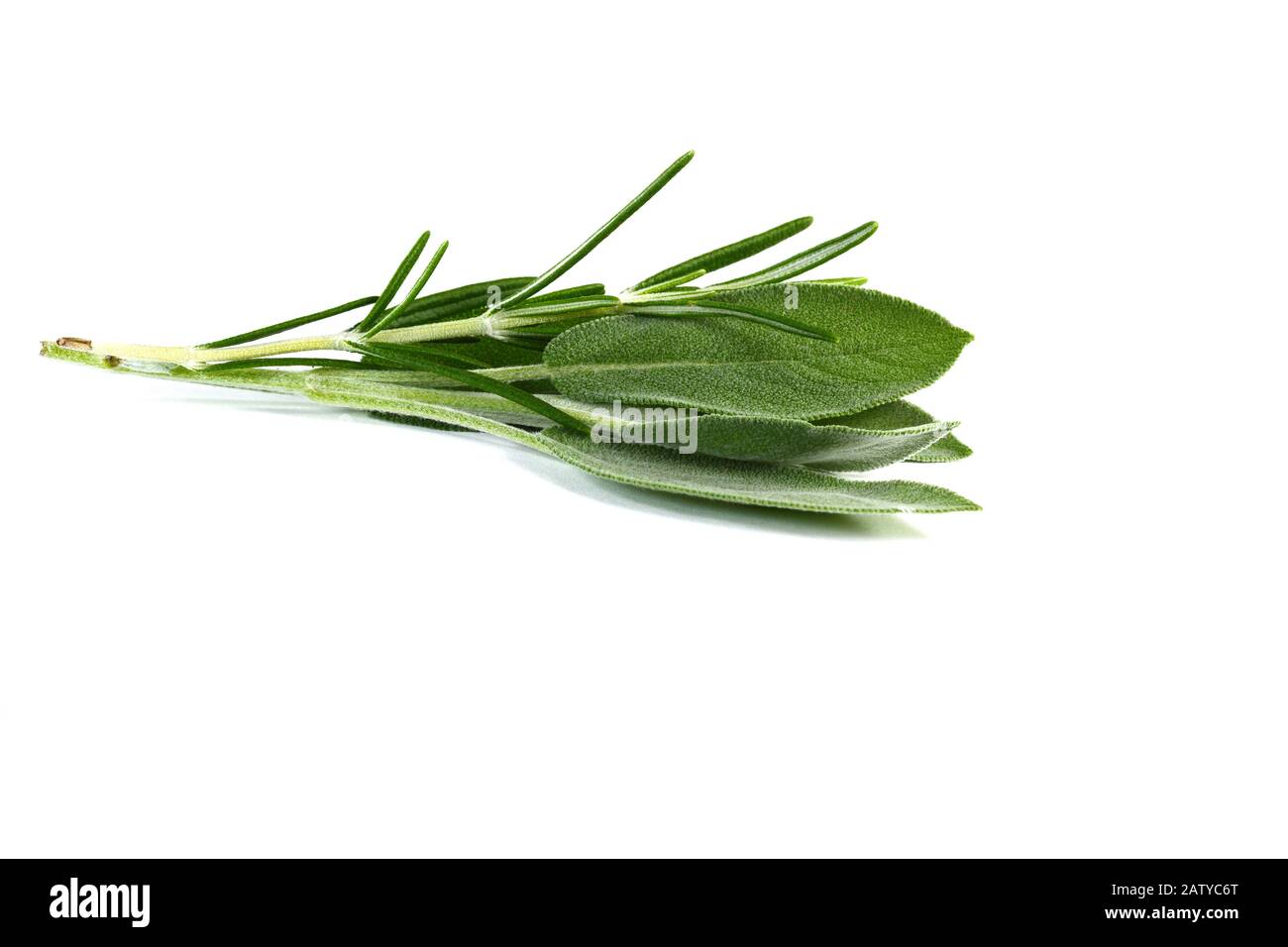 sage isolated on white background Stock Photo - Alamy