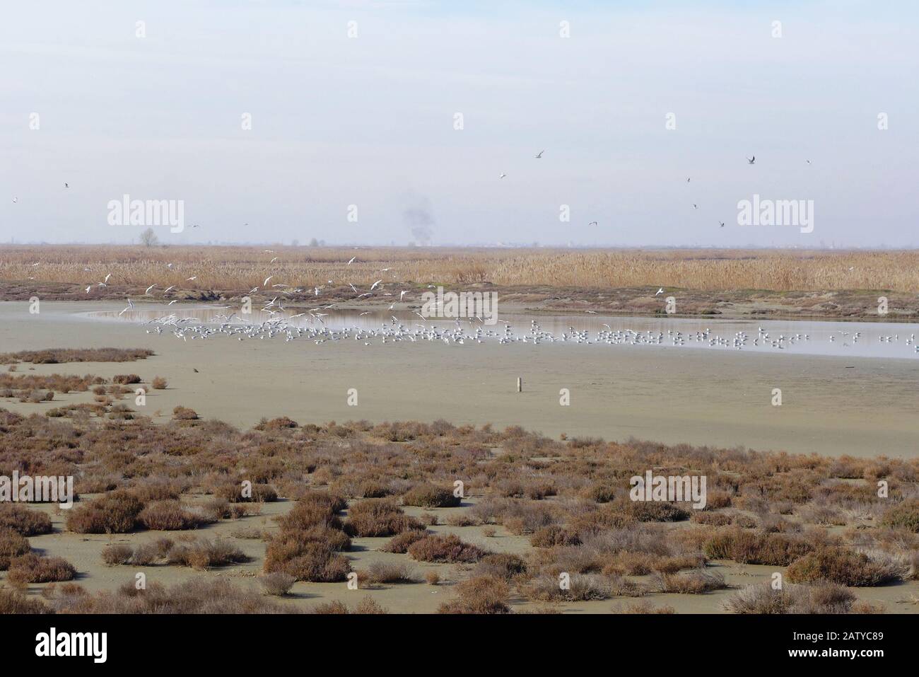 Wild birds in the estuary of Axios river, lagoons and moors Stock Photo ...