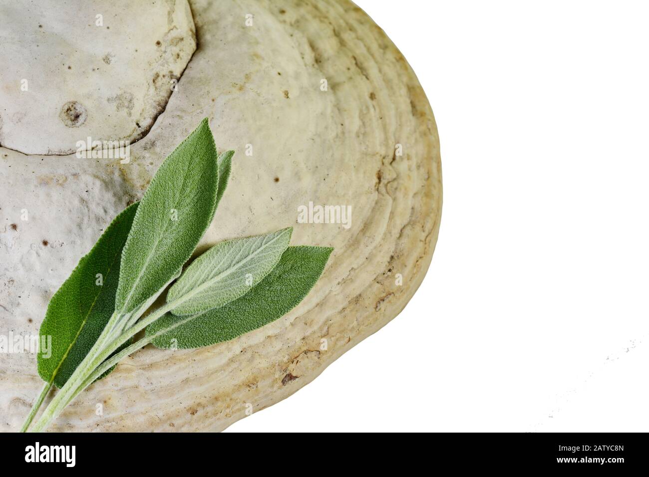 sage isolated on white background Stock Photo - Alamy