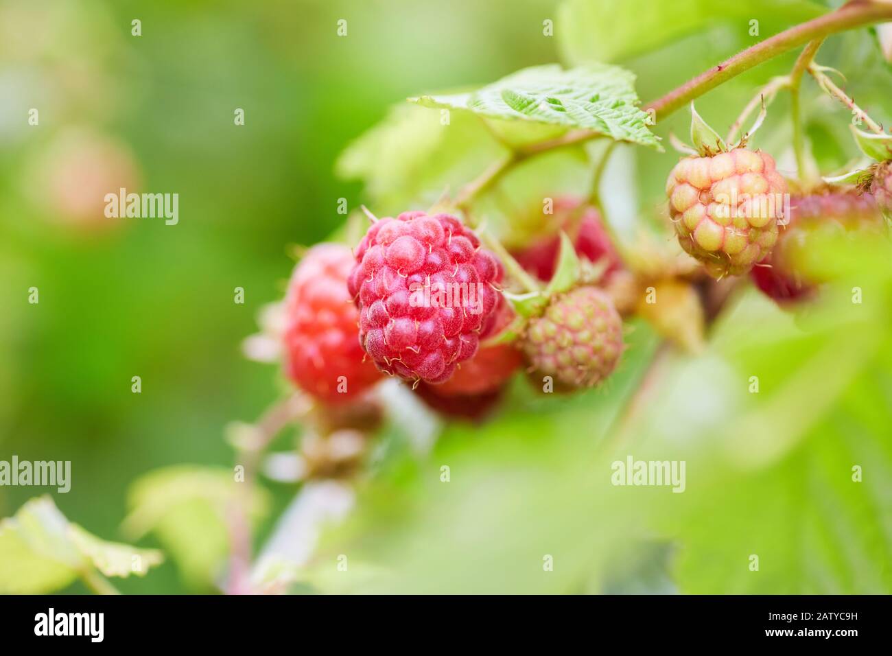 fresh red and green raspberries in a bush Stock Photo - Alamy