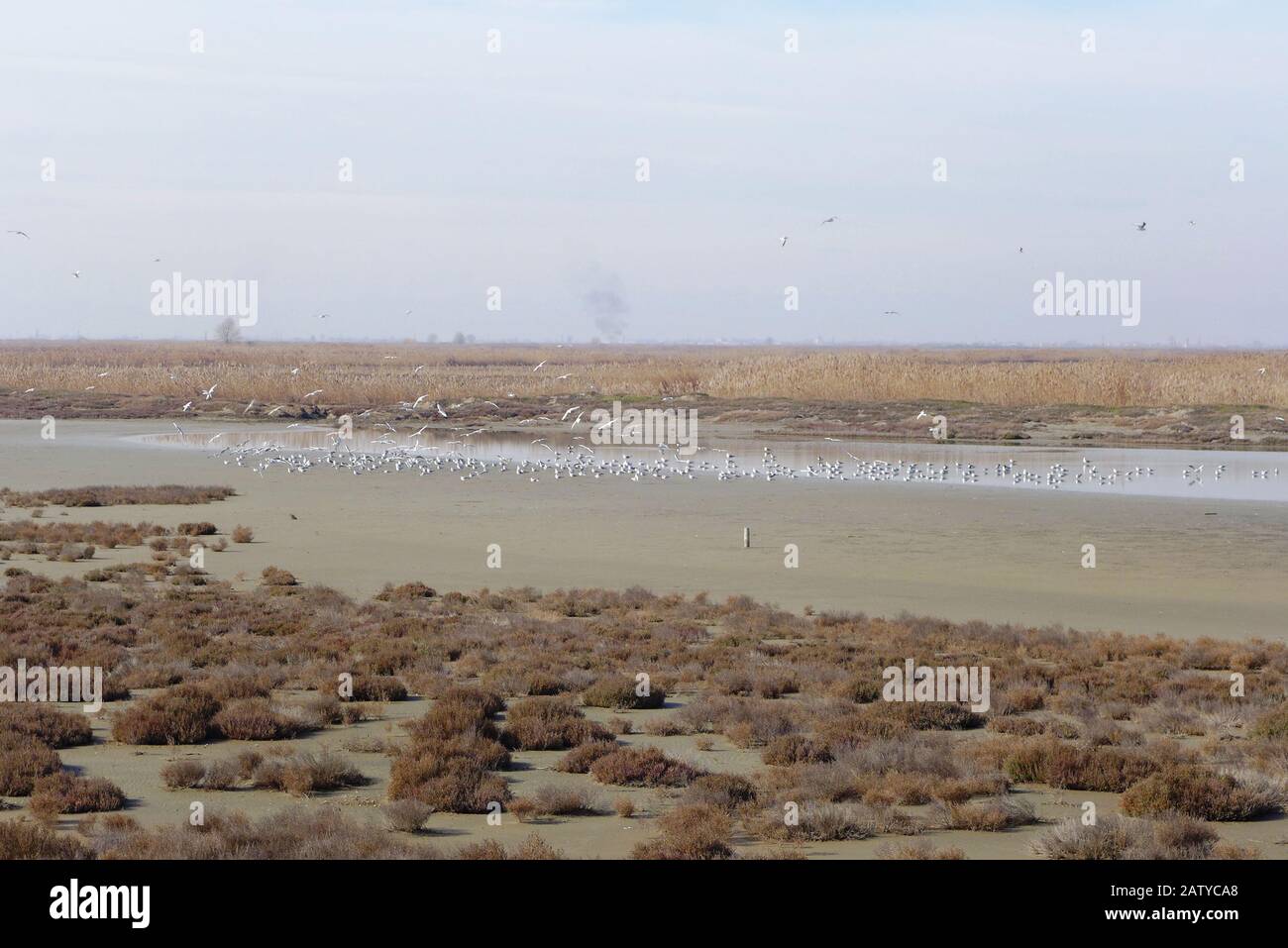 Wild birds in the estuary of Axios river, lagoons and moors Stock Photo ...