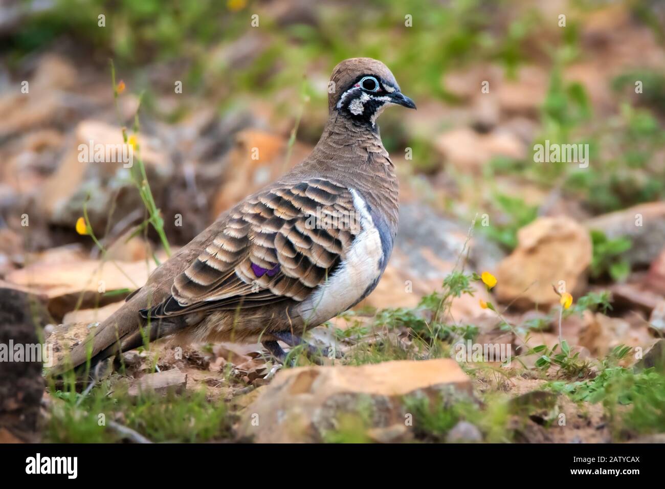 Southern Squatter pigeon Stock Photo - Alamy
