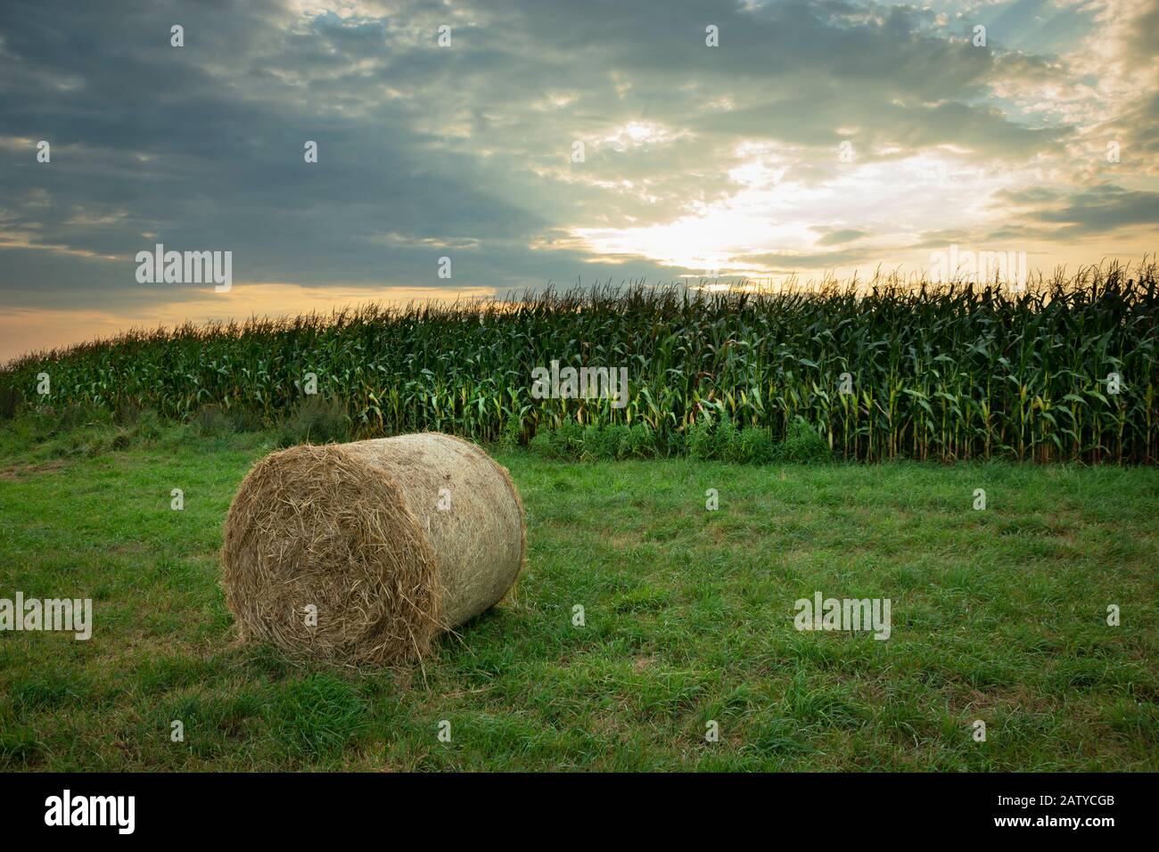 Bale of corn hi-res stock photography and images - Alamy