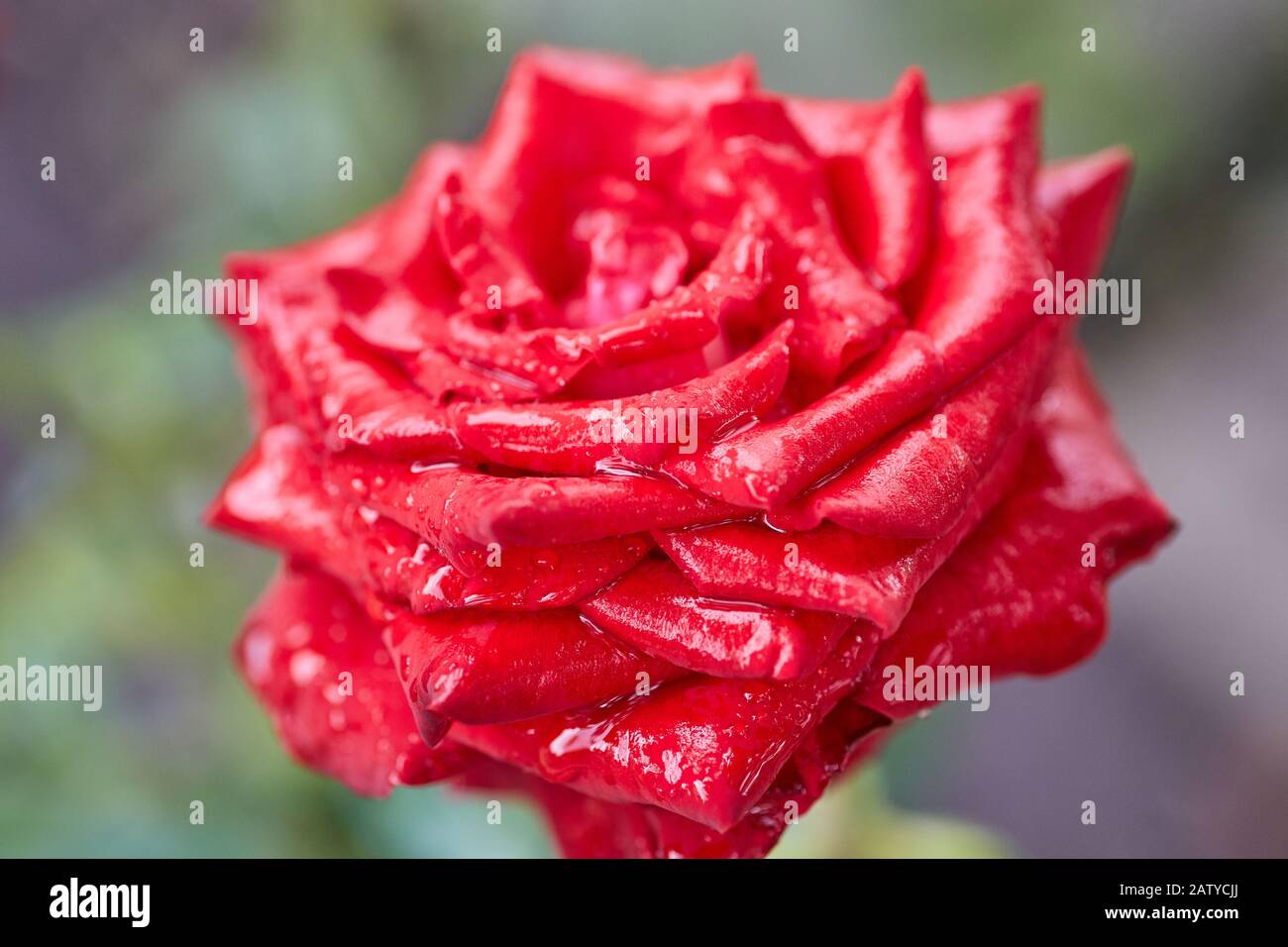 Red rose with dew drops on the petals. Red rose bloomed in the garden ...