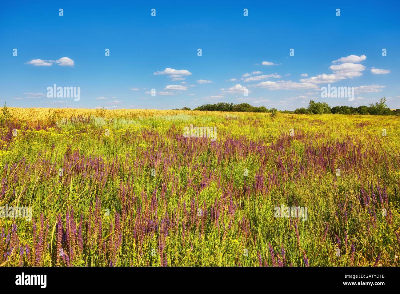 Landscape nature background of beautiful pink and red cosmos flower field on sunset Stock Photo ...