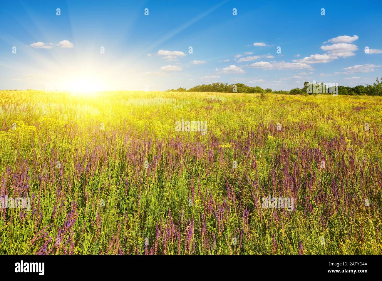 Landscape nature background of beautiful pink and red cosmos flower field on sunset Stock Photo ...