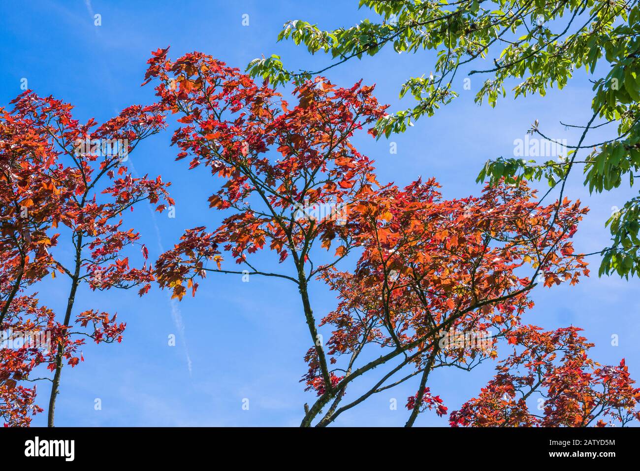 Healthy leaves on a Field Maple tree which had suffered during previous ...