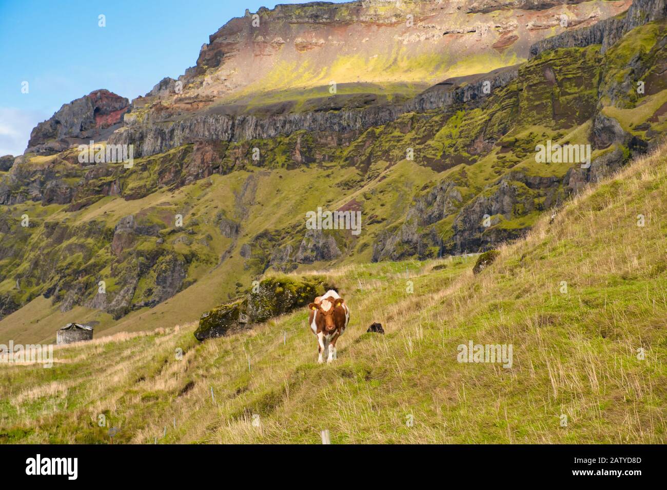Icelandic cows hi-res stock photography and images - Alamy