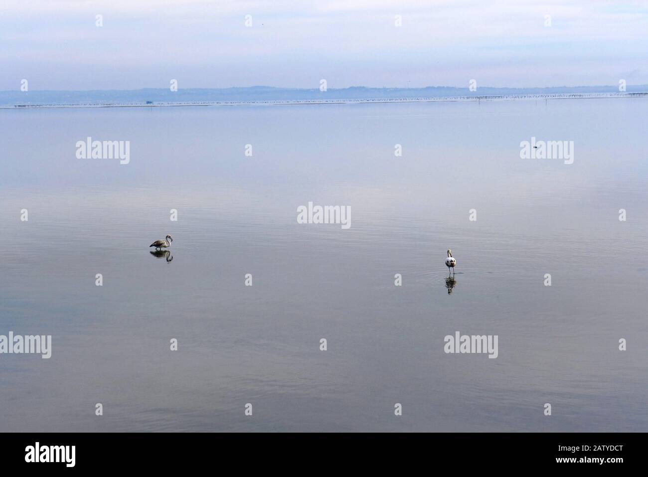Wild birds in the estuary of Axios river, lagoons and moors Stock Photo - Alamy