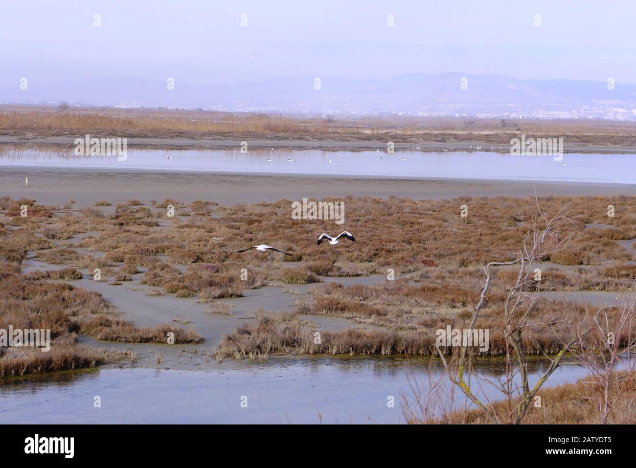 Wild birds in the estuary of Axios river, lagoons and moors Stock Photo ...