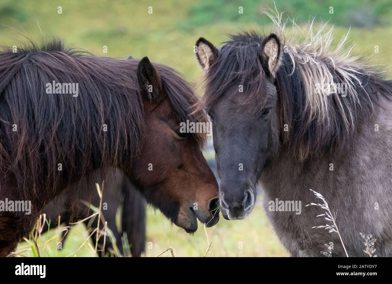 Brown and grey Icelandic horses portret is in a field, close together ...