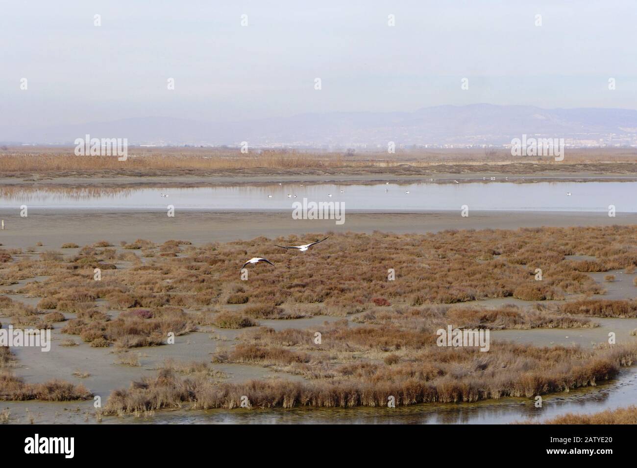 Wild birds in the estuary of Axios river, lagoons and moors Stock Photo ...