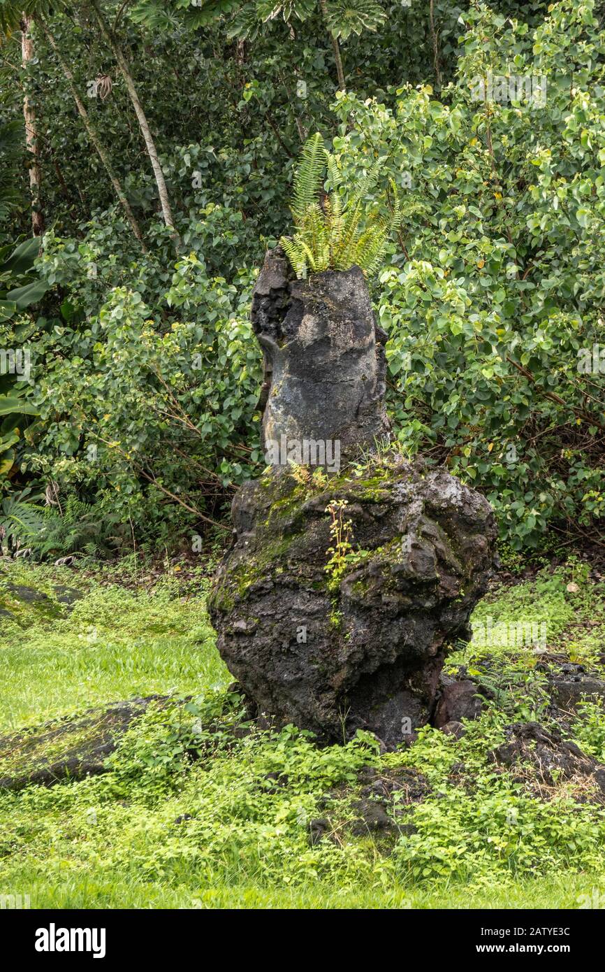 Leilani Estate, Hawaii, USA. - January 14, 2020: Centuries old short ...