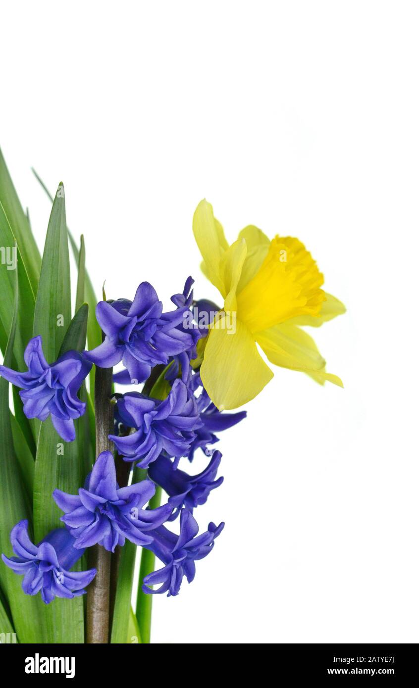 Spring bouquet of flowers isolated on white background. Blue Hyacinth ...