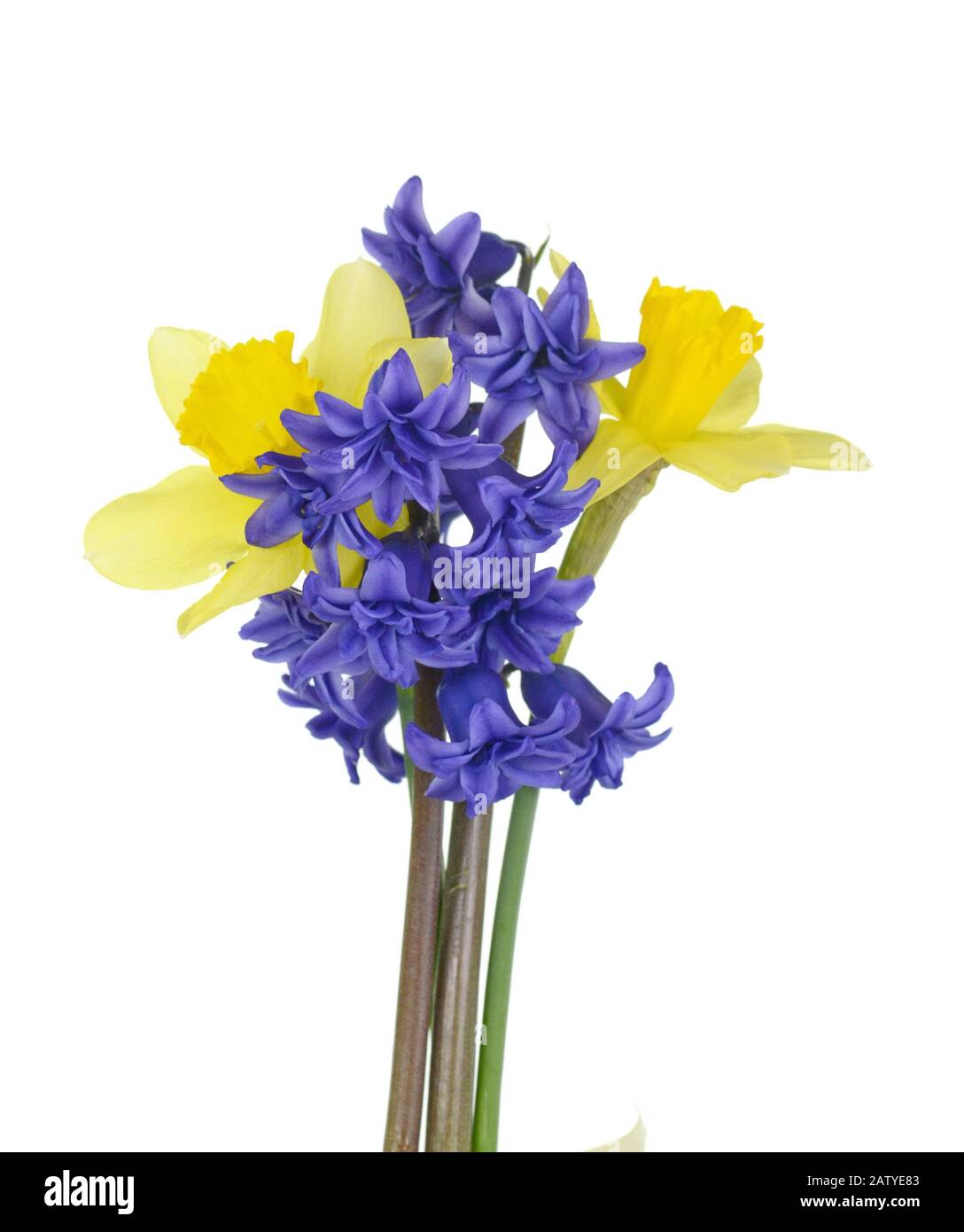 Spring bouquet of flowers isolated on white background. Blue Hyacinth ...