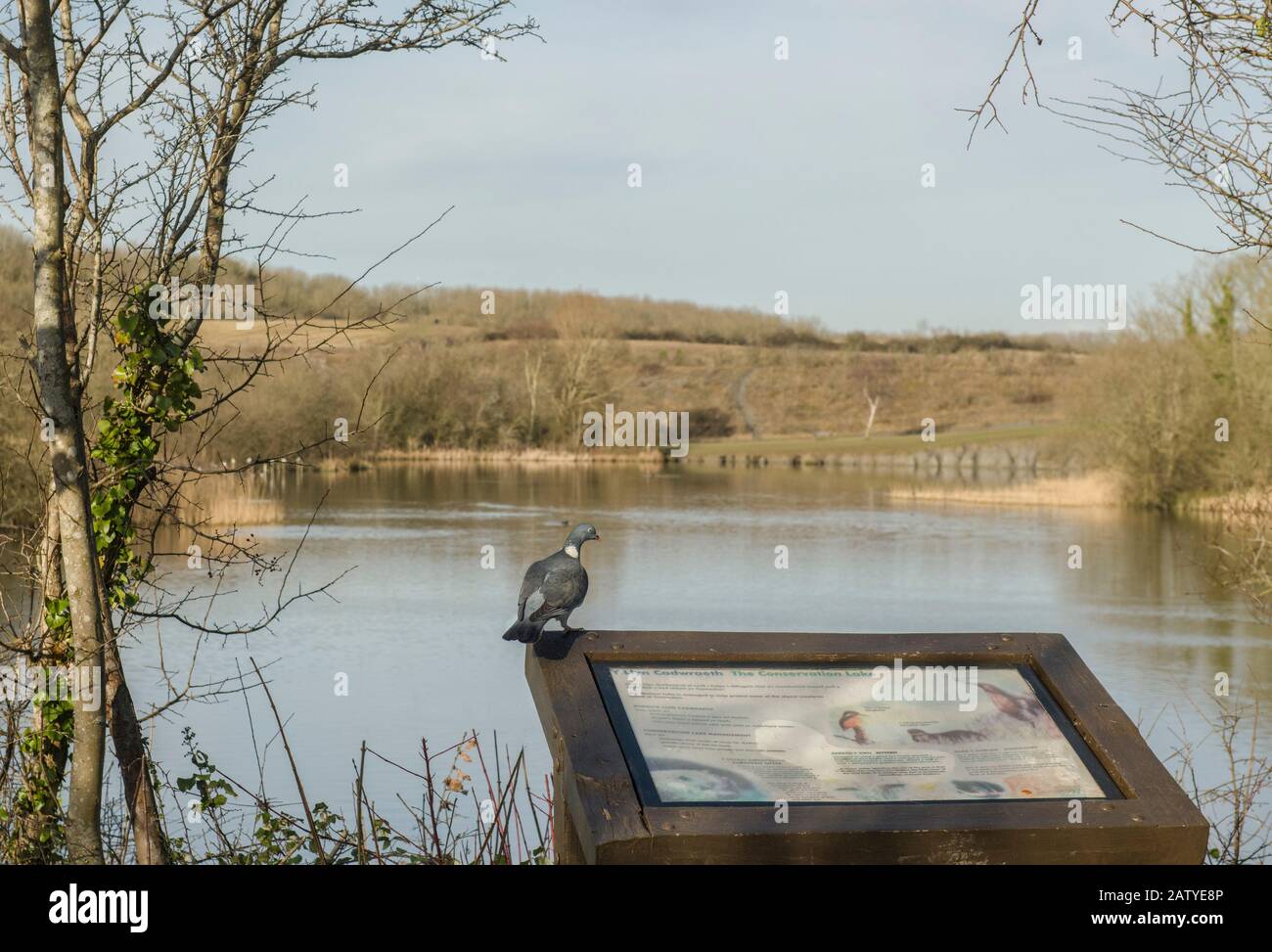 Information board uk woodland hi-res stock photography and images - Alamy