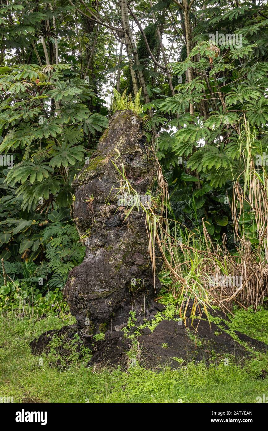 Leilani Estate, Hawaii, USA. - January 14, 2020: Ferns grow on top of ...