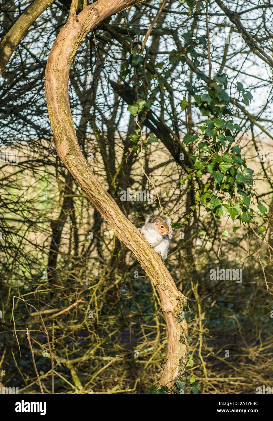 Bendytree hi-res stock photography and images - Alamy