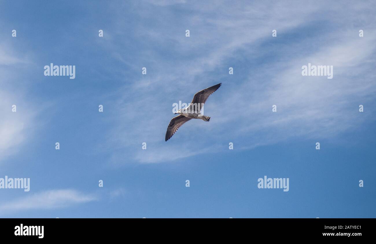 Gull flying overhead hi-res stock photography and images - Alamy