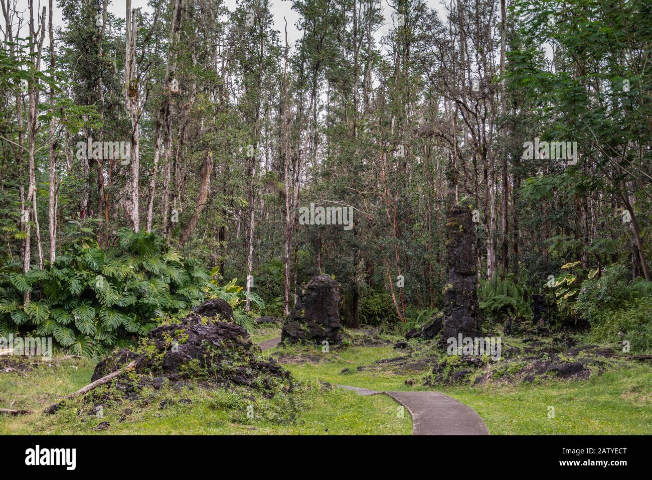Leilani Estate, Hawaii, USA. - January 14, 2020: Three centuries old ...